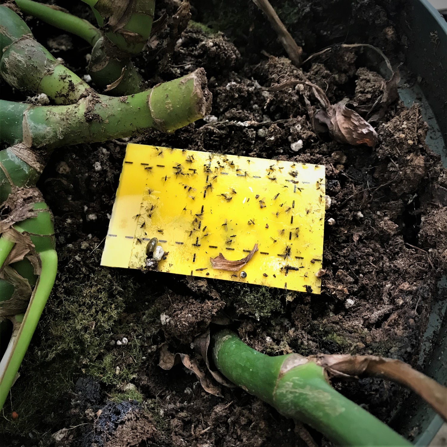 Fungus gnat traps – Oh Happy Plants!