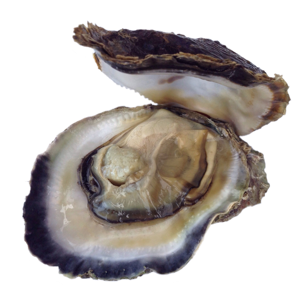 Oyster Meal – Oh Happy Plants!
